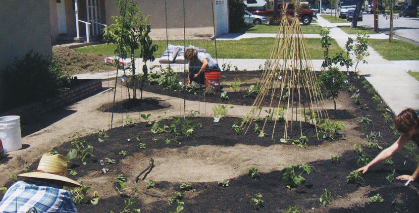 Characteristics of a Tree Guild - Permablitz Melbourne