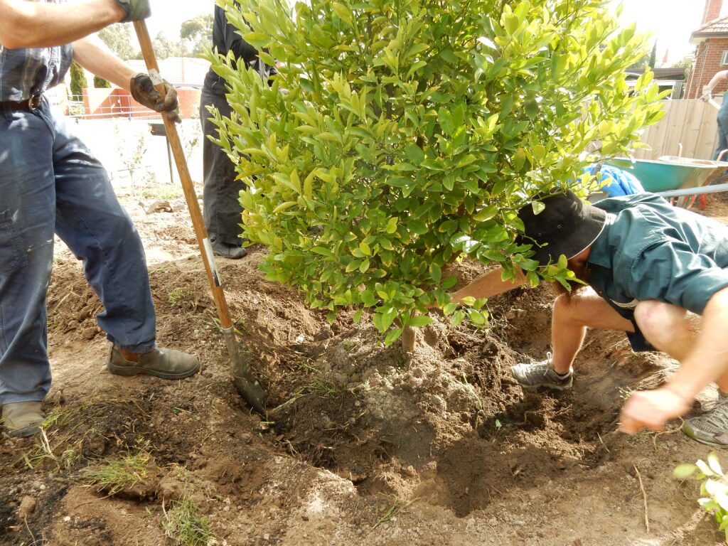 Permablitz #169 - Coburg North - Permablitz Melbourne