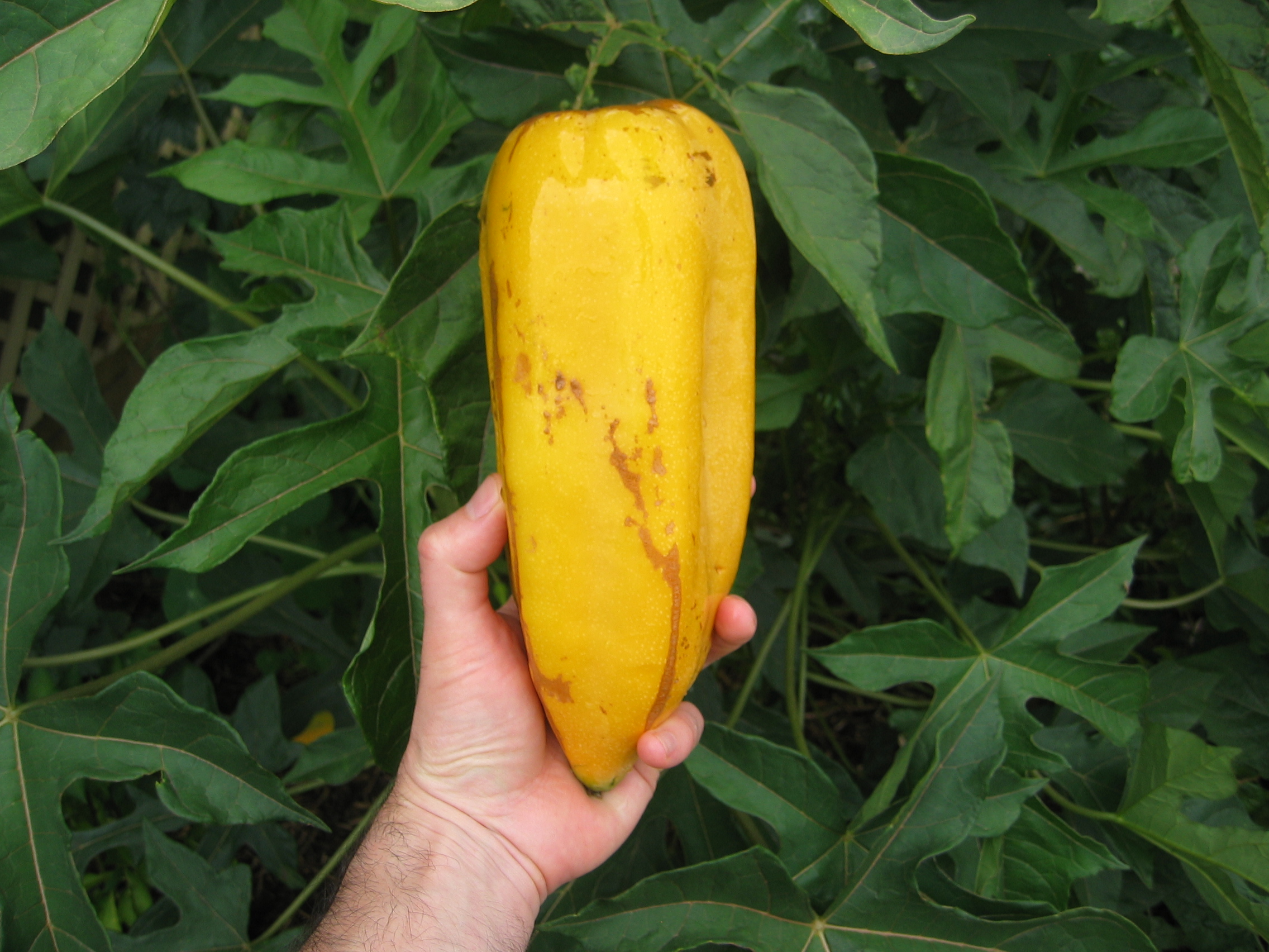 Babaco - Alchetron, The Free Social Encyclopedia