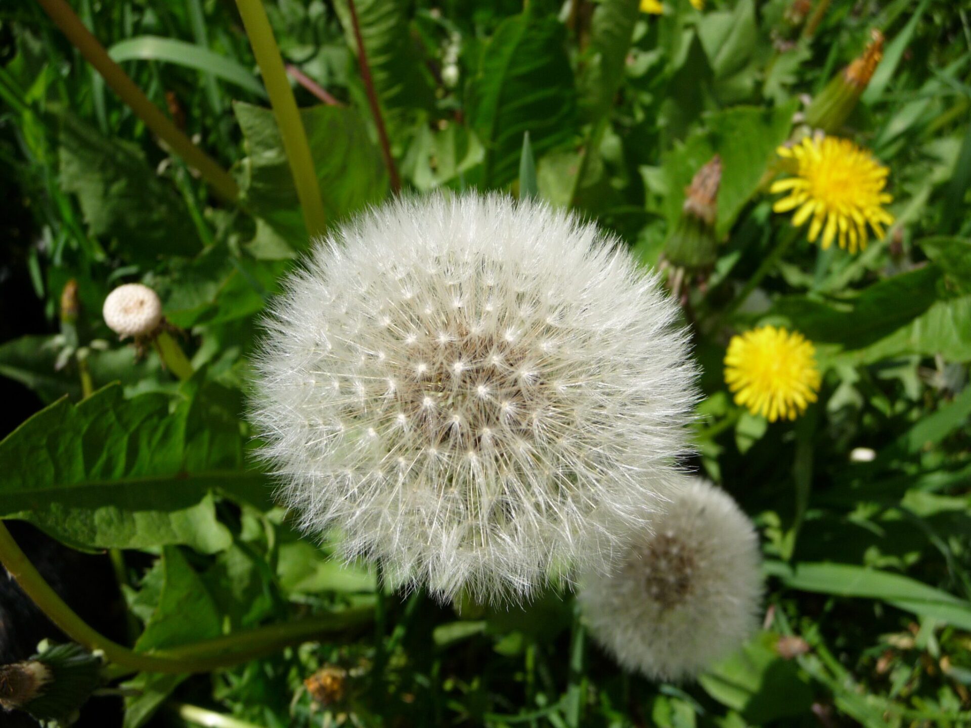 Dandelion - Permablitz Melbourne