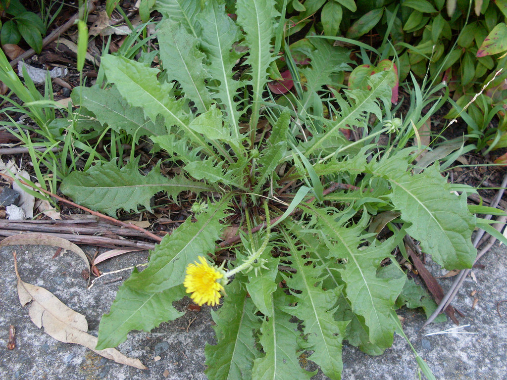 Dandelion - Permablitz Melbourne