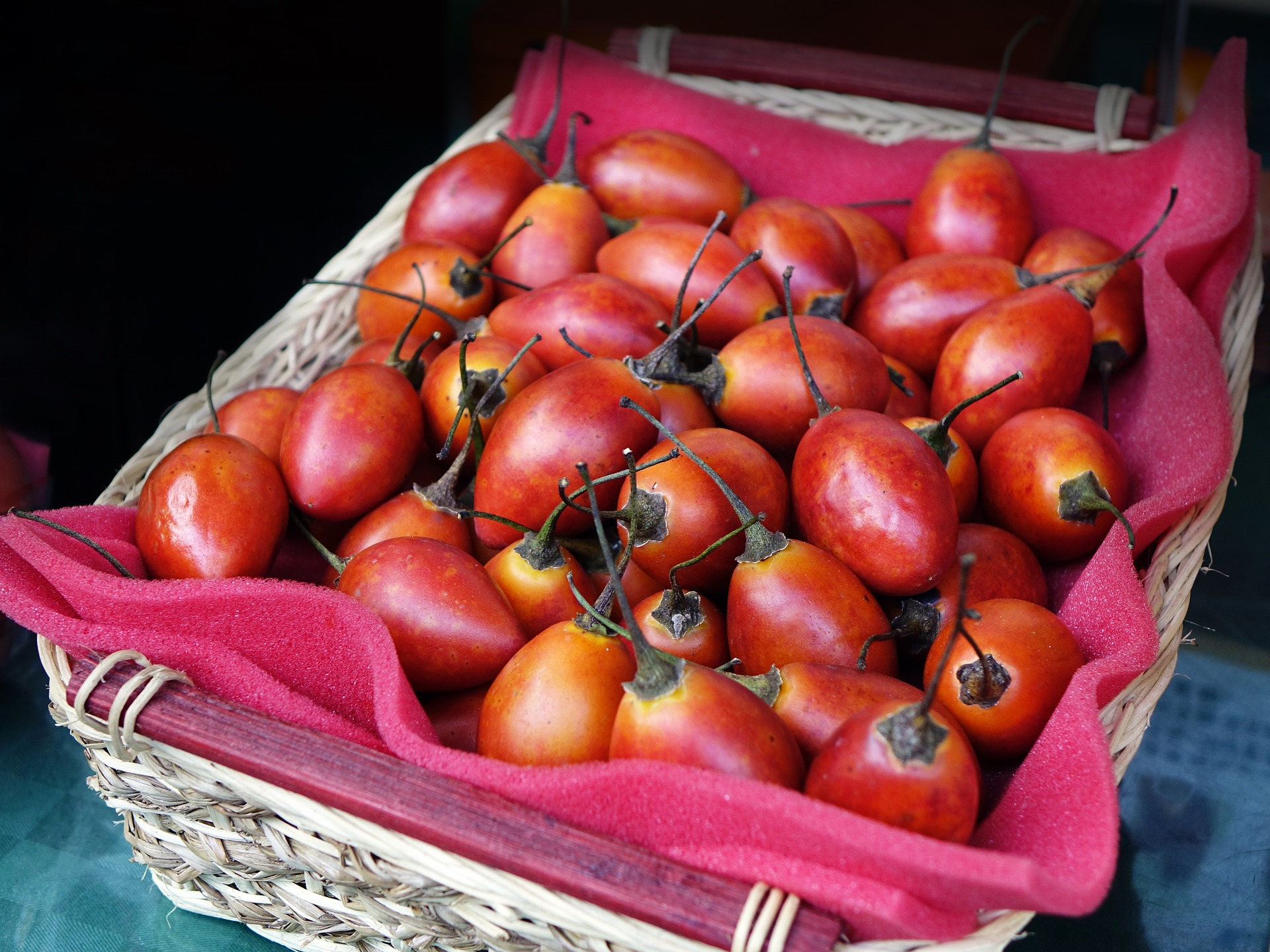 Tamarillo - Permablitz Melbourne