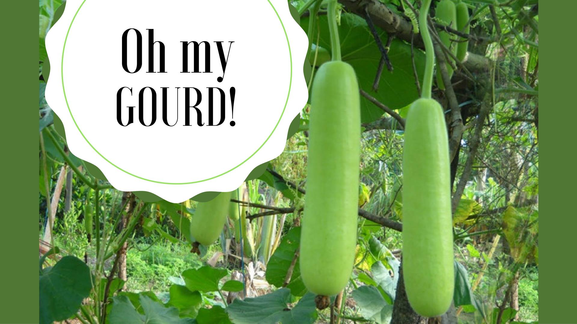 Giant Vegetable Growing Competition - Permablitz Melbourne