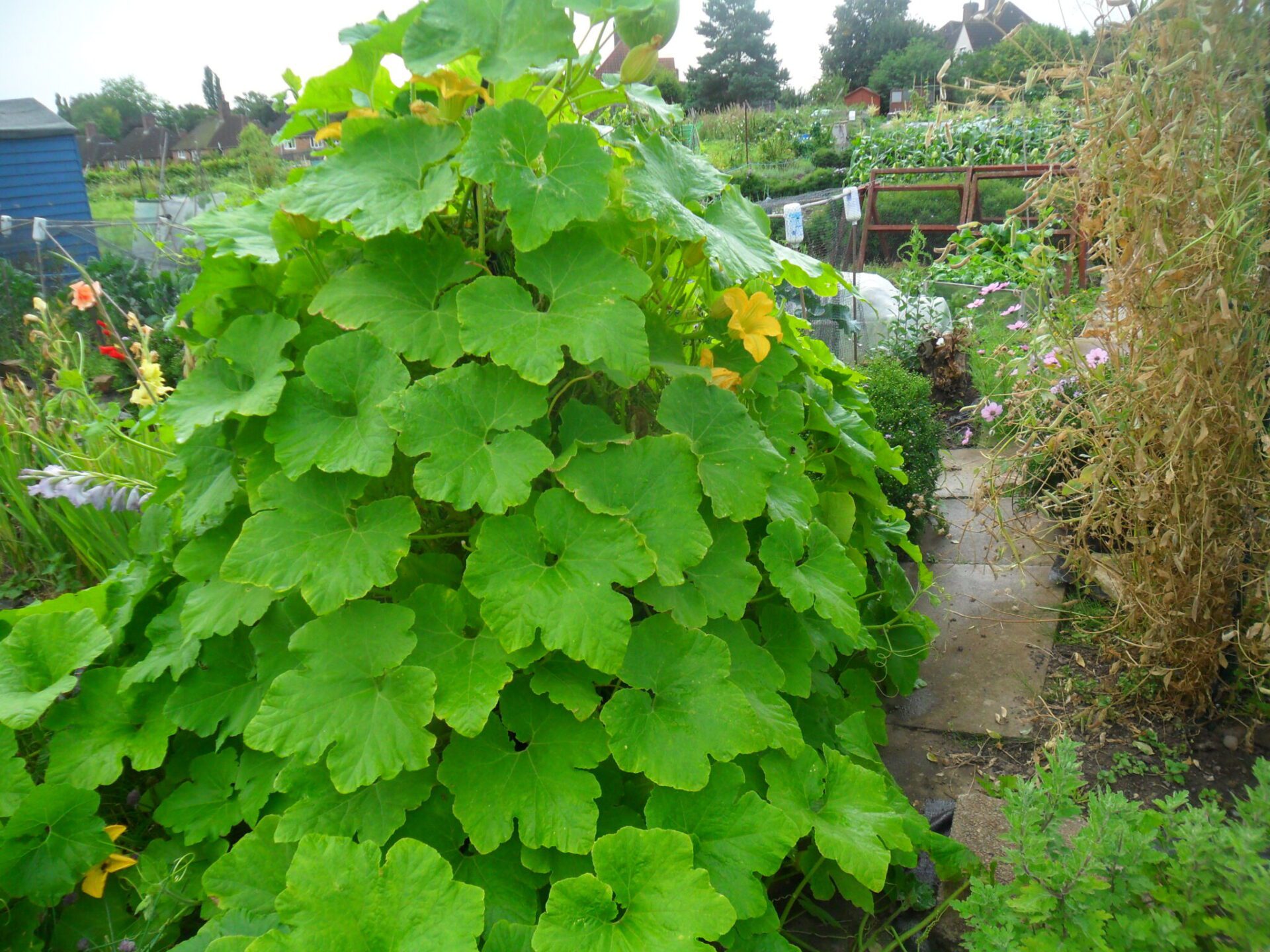 Shark Fin Melon - Permablitz Melbourne