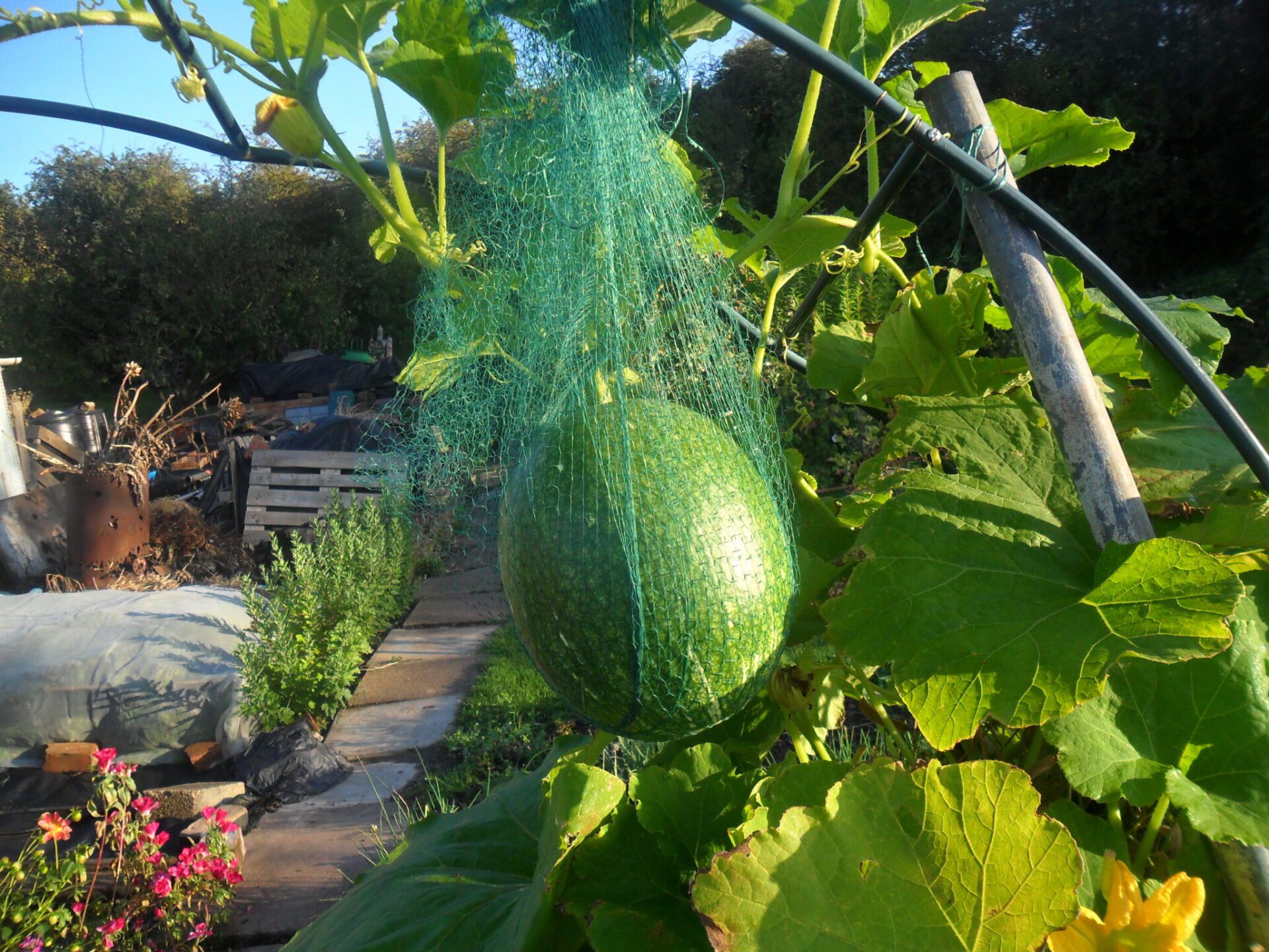 Shark Fin Melon - Permablitz Melbourne