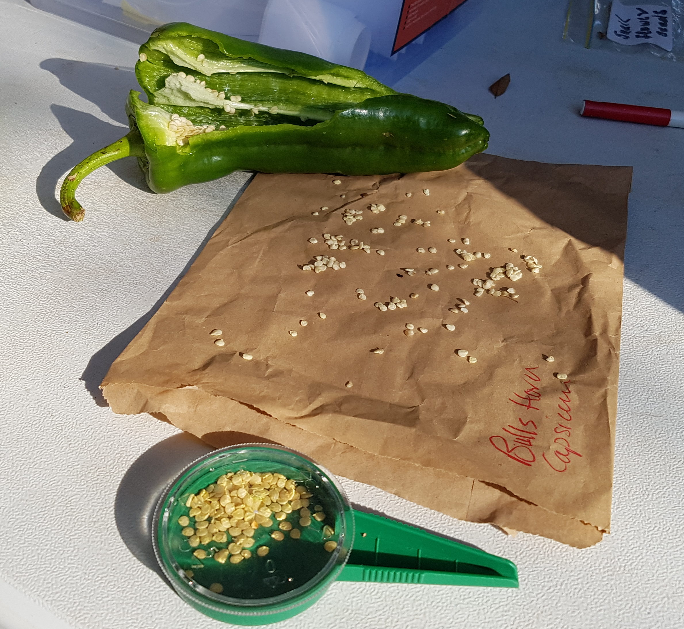 Bullhorn Capsicums - Permablitz Melbourne