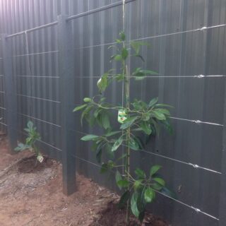 Propagating from cuttings - Permablitz Melbourne