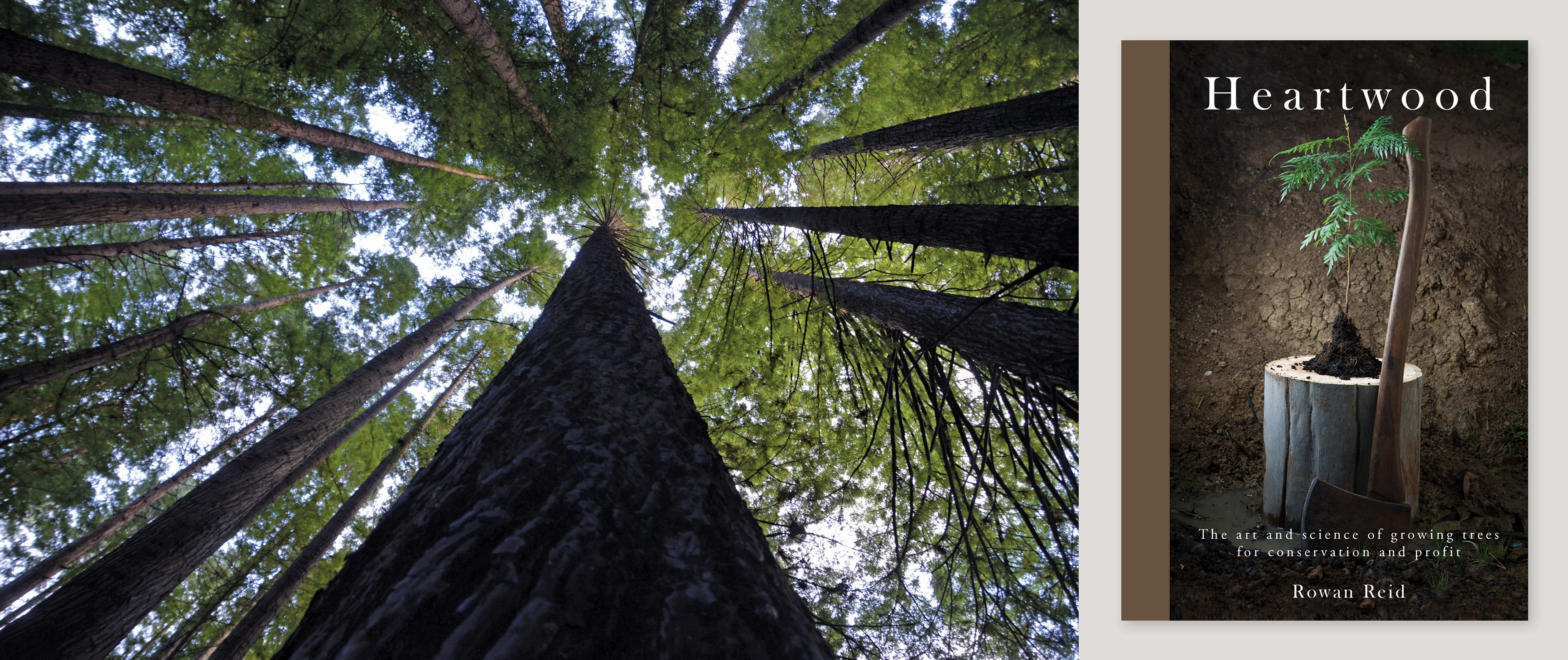 Characteristics of a Tree Guild - Permablitz Melbourne