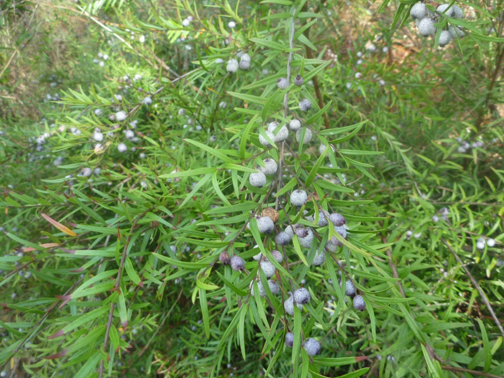 Midyim Berries - Permablitz Melbourne