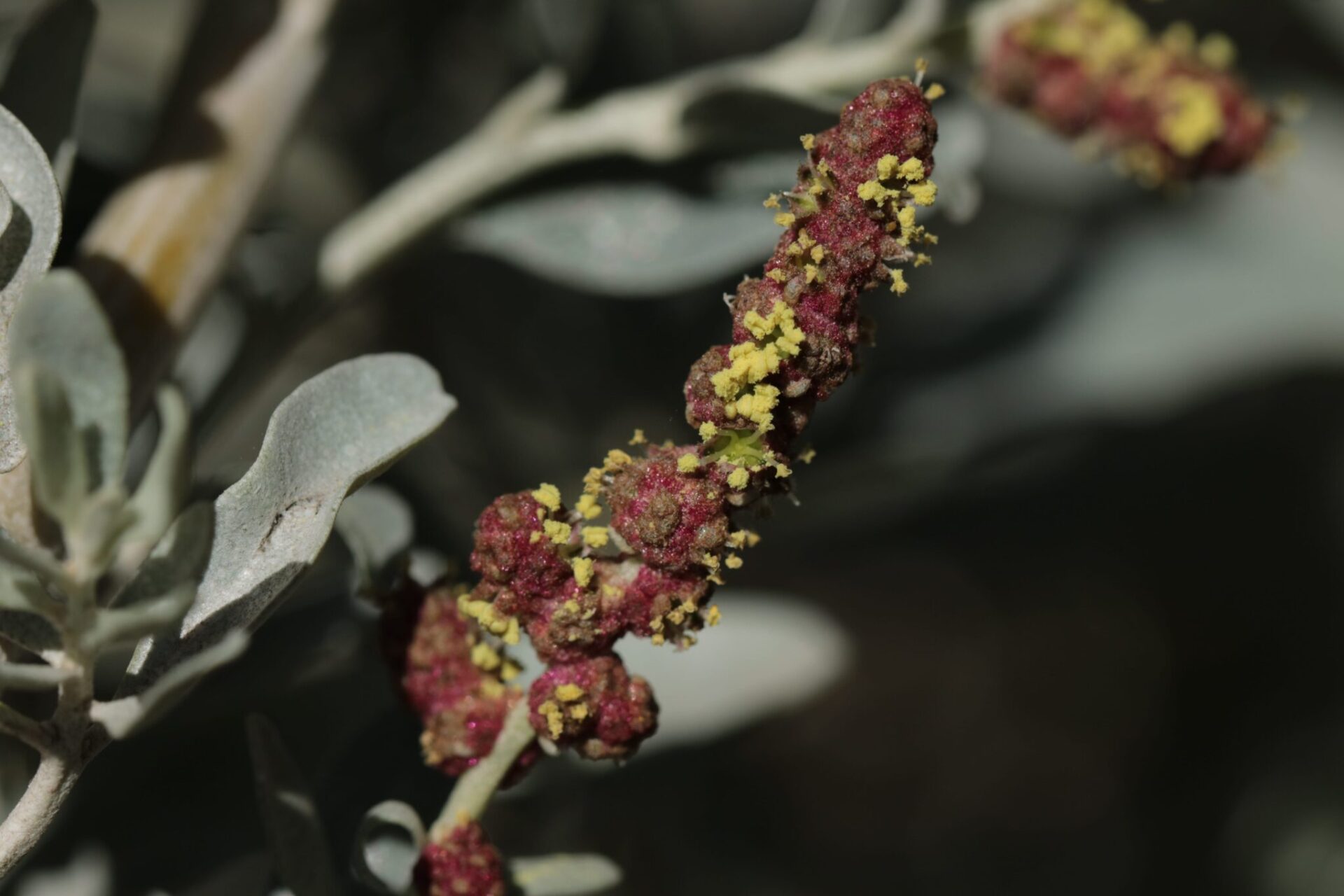 Coastal Salt Bush - Permablitz Melbourne