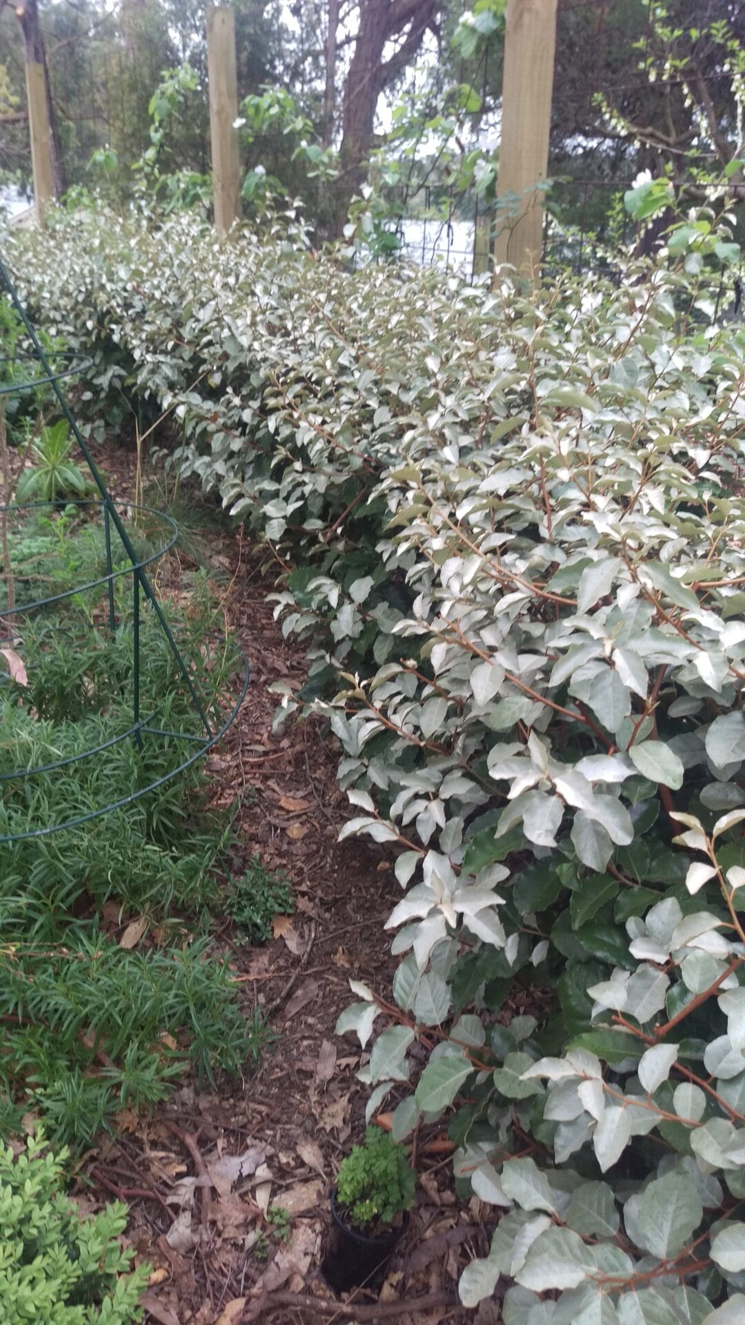 Ebbings Silverberry - Permablitz Melbourne