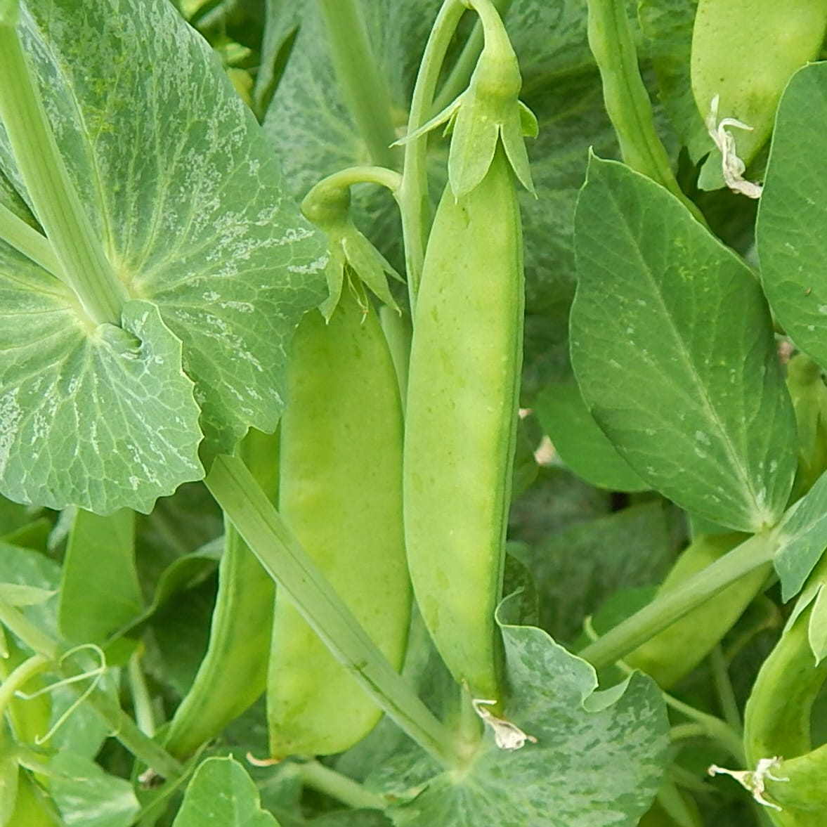 Snow Peas And Sugar Snap Peas Permablitz Melbourne Snow Peas And Sugar Snap Peas Permablitz Melbourne