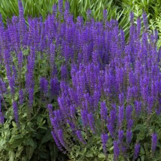 Rocoto Tree Chilli - Permablitz Melbourne