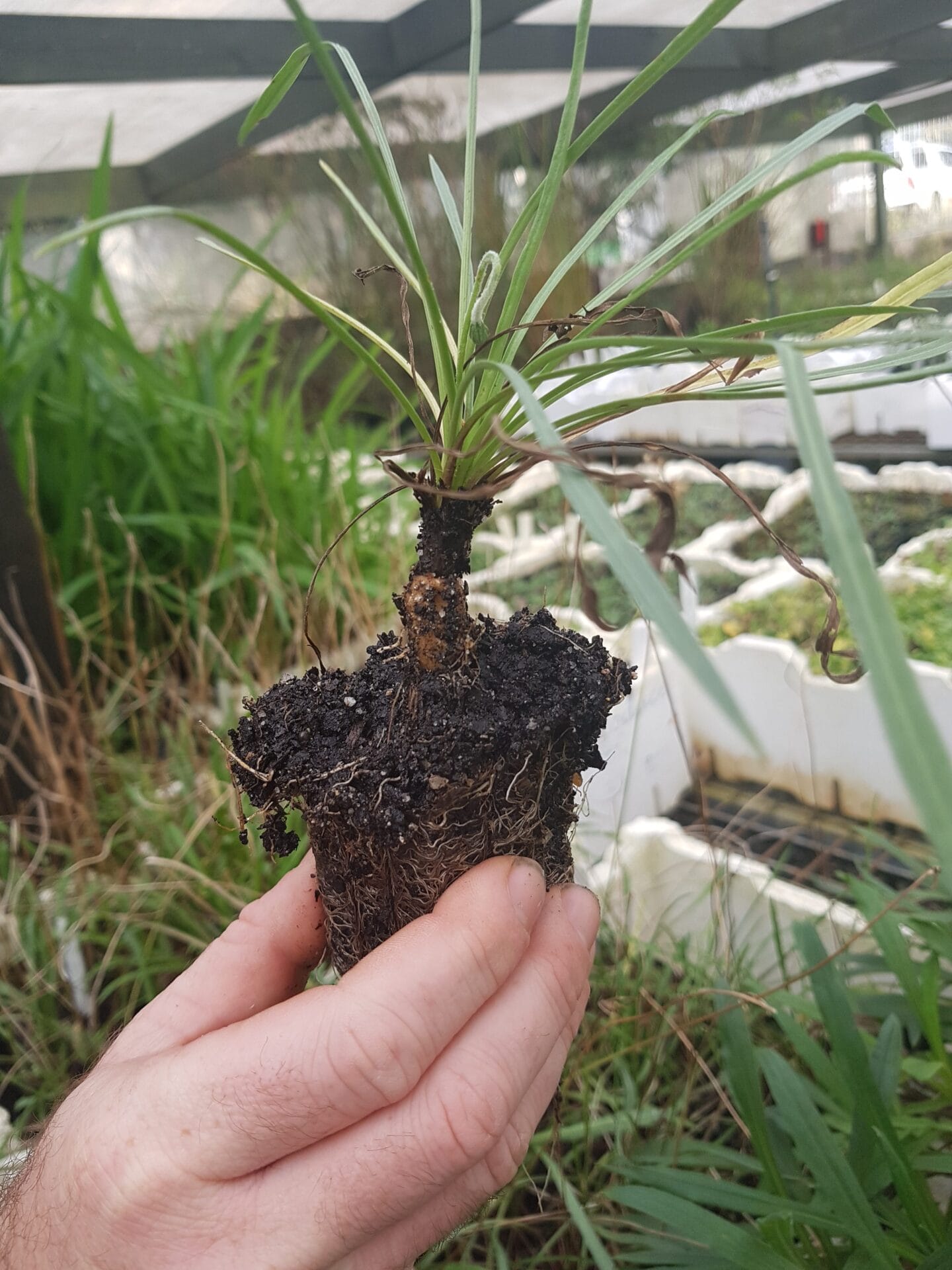 Murnong - Permablitz Melbourne