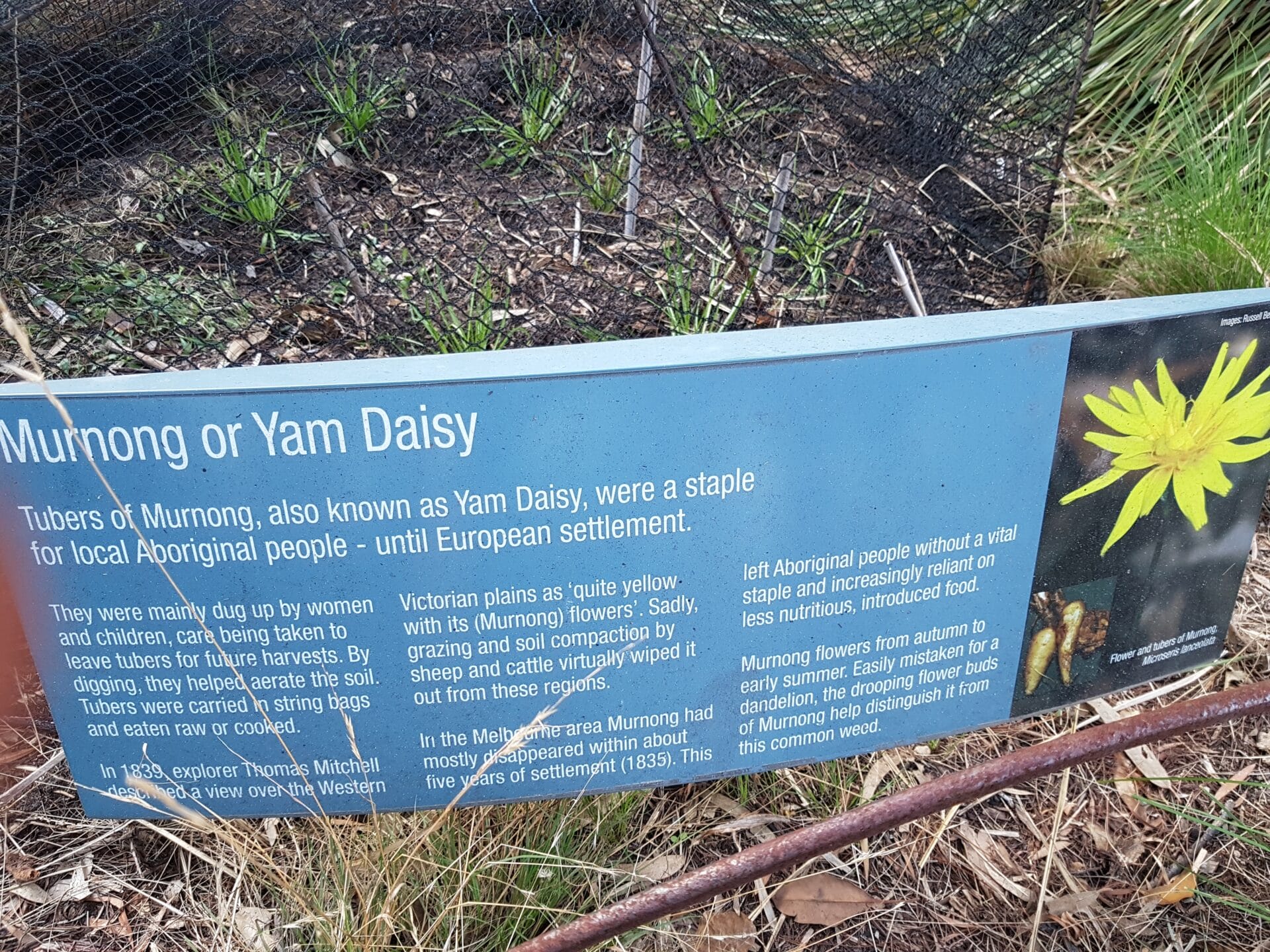 Murnong - Permablitz Melbourne