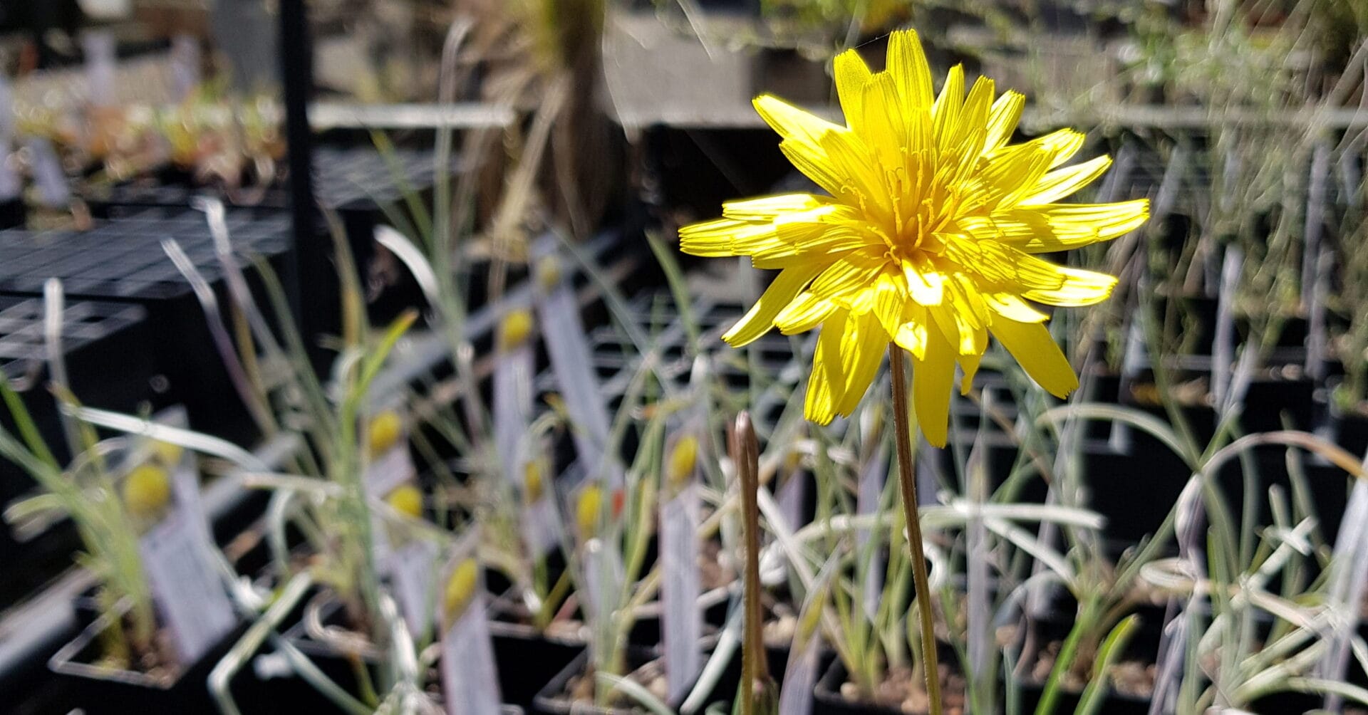 Murnong - Permablitz Melbourne