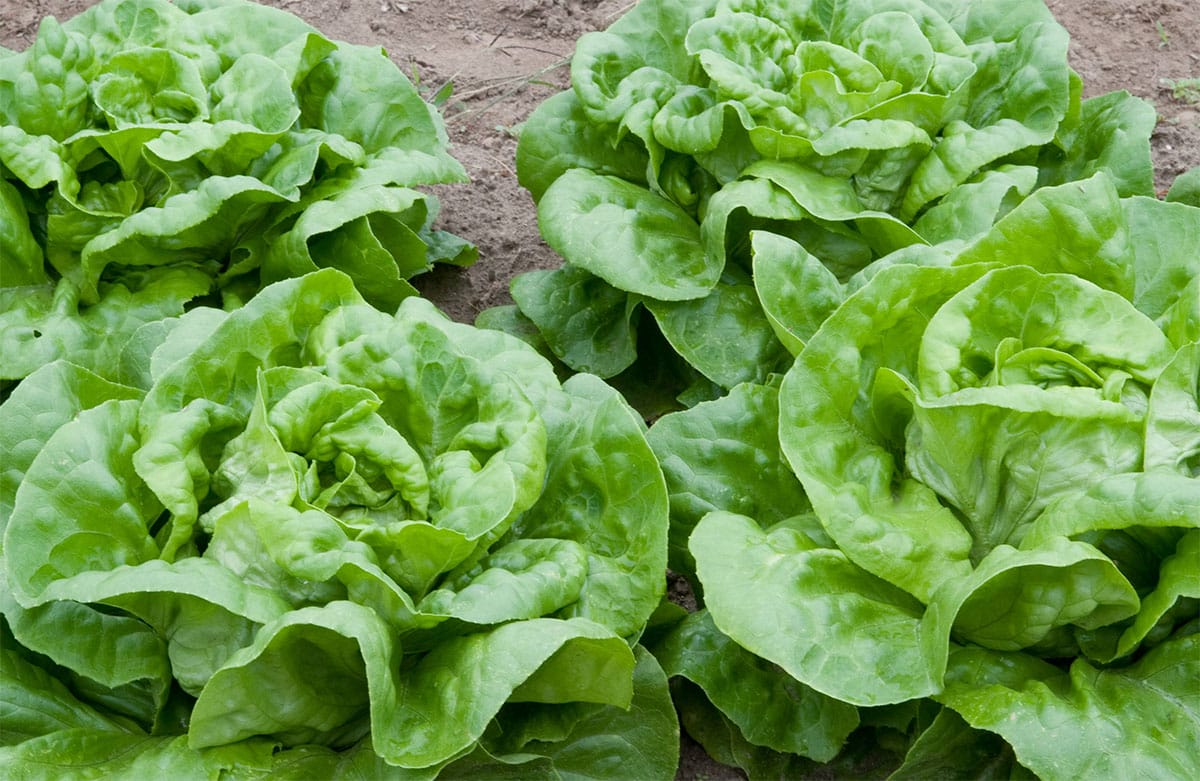 Lettuce - Permablitz Melbourne