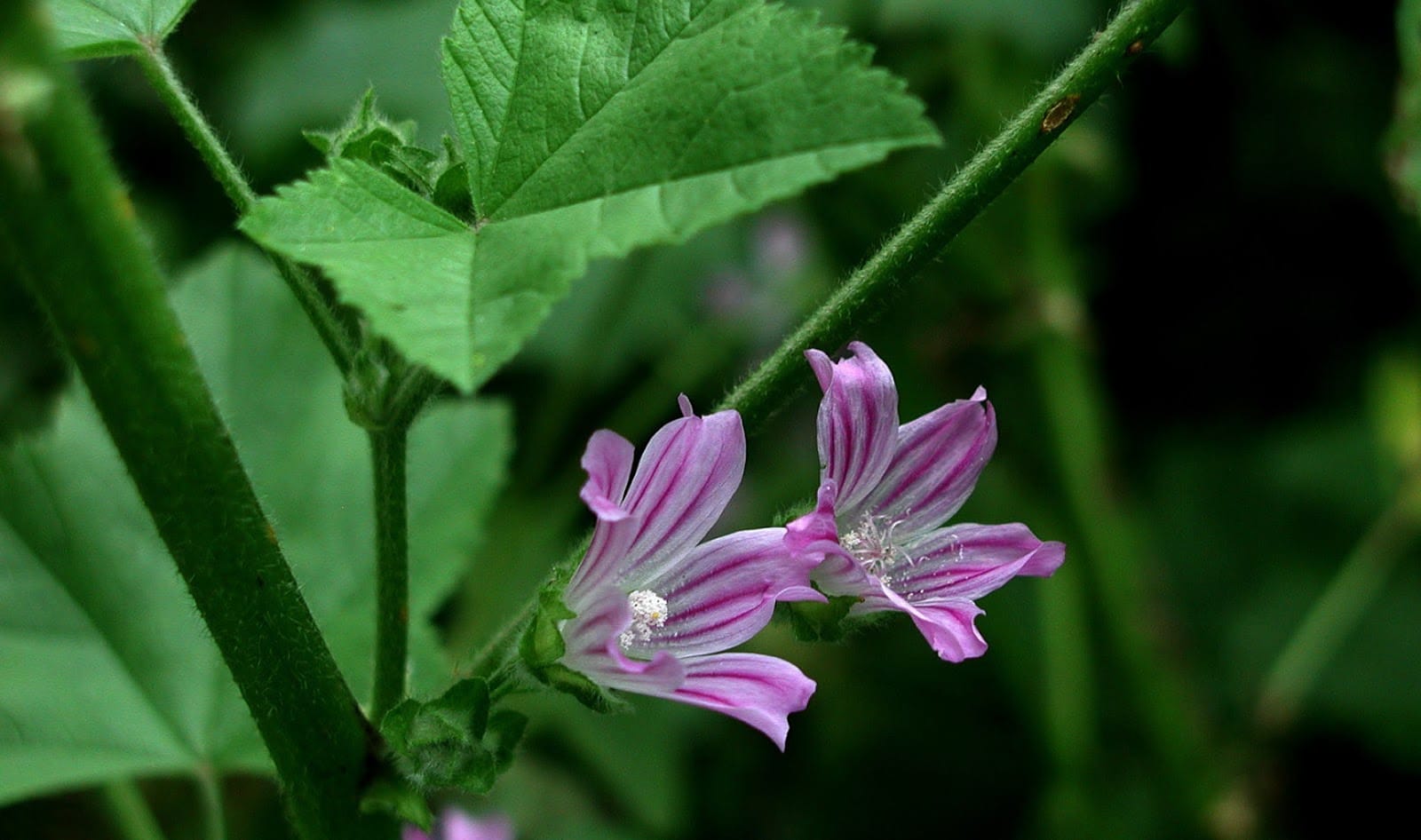 Mallow - Permablitz Melbourne